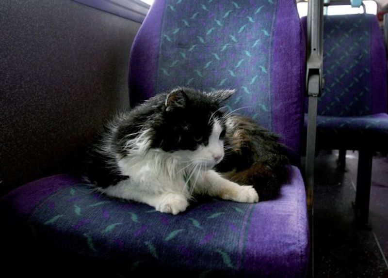 Casper si Kucing Penumpang Bus Kota Yang Kisahnya Dibukukan