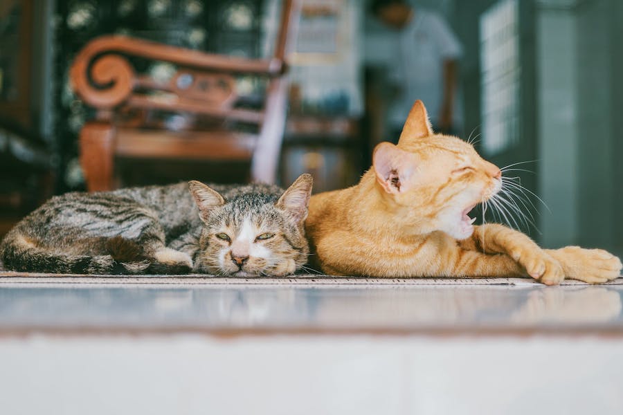 In Memoriam : Minoe Spicy Farlene