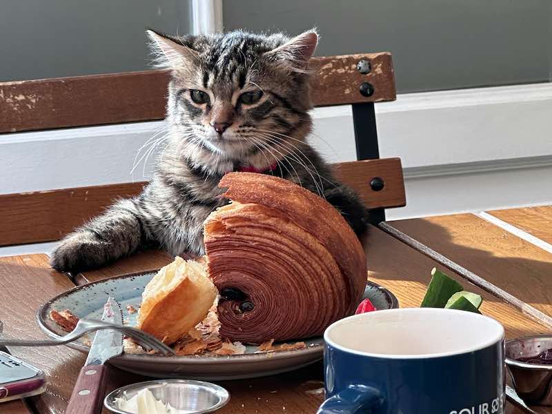 Cara Mengatasi Sakit Perut Pada Kucing Karena Salah Makan